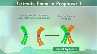 Comprehensive Lesson on Cell Division.pptx