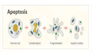 Comprehensive Lesson on Cell Division.pptx