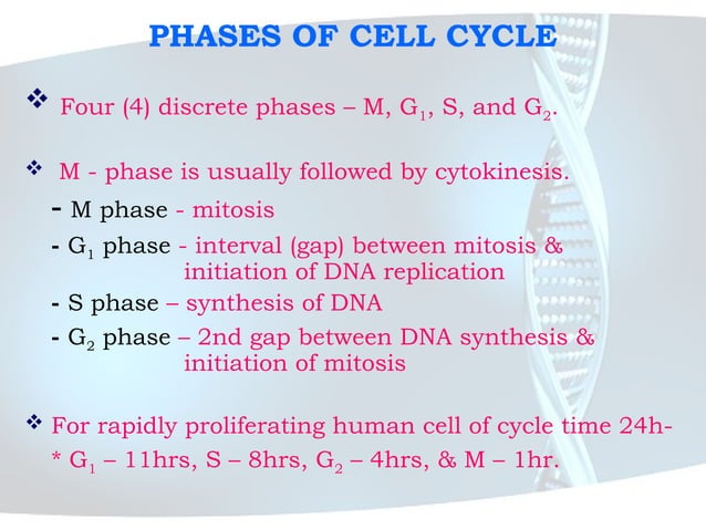EUKARYOTIC CELL CYCLE.ppt (pharmacotherapeutics) | PPT