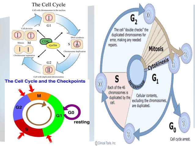 EUKARYOTIC CELL CYCLE.ppt (pharmacotherapeutics) | PPT