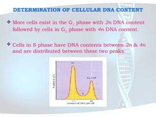 EUKARYOTIC CELL CYCLE.ppt (pharmacotherapeutics) | PPT