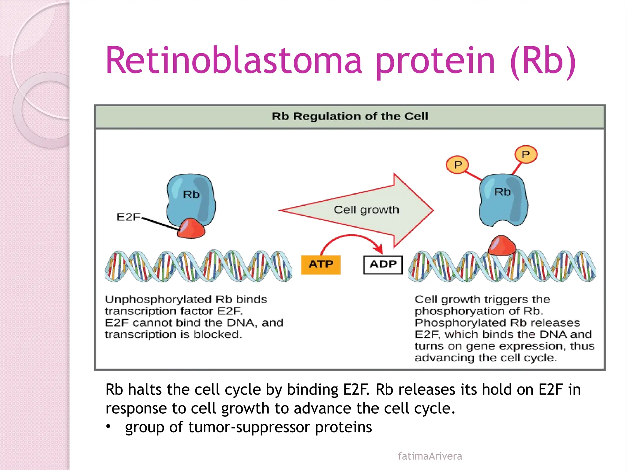 cell cycle.pptx for 1st semester Physiology | PPTX