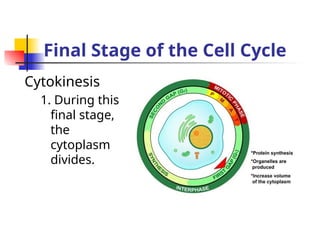 CELL CYCLE AND HOW THE CELL DIVIDES.pptx