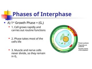 CELL CYCLE AND HOW THE CELL DIVIDES.pptx