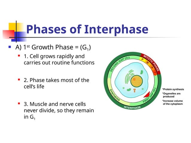 CELL CYCLE AND HOW THE CELL DIVIDES.pptx