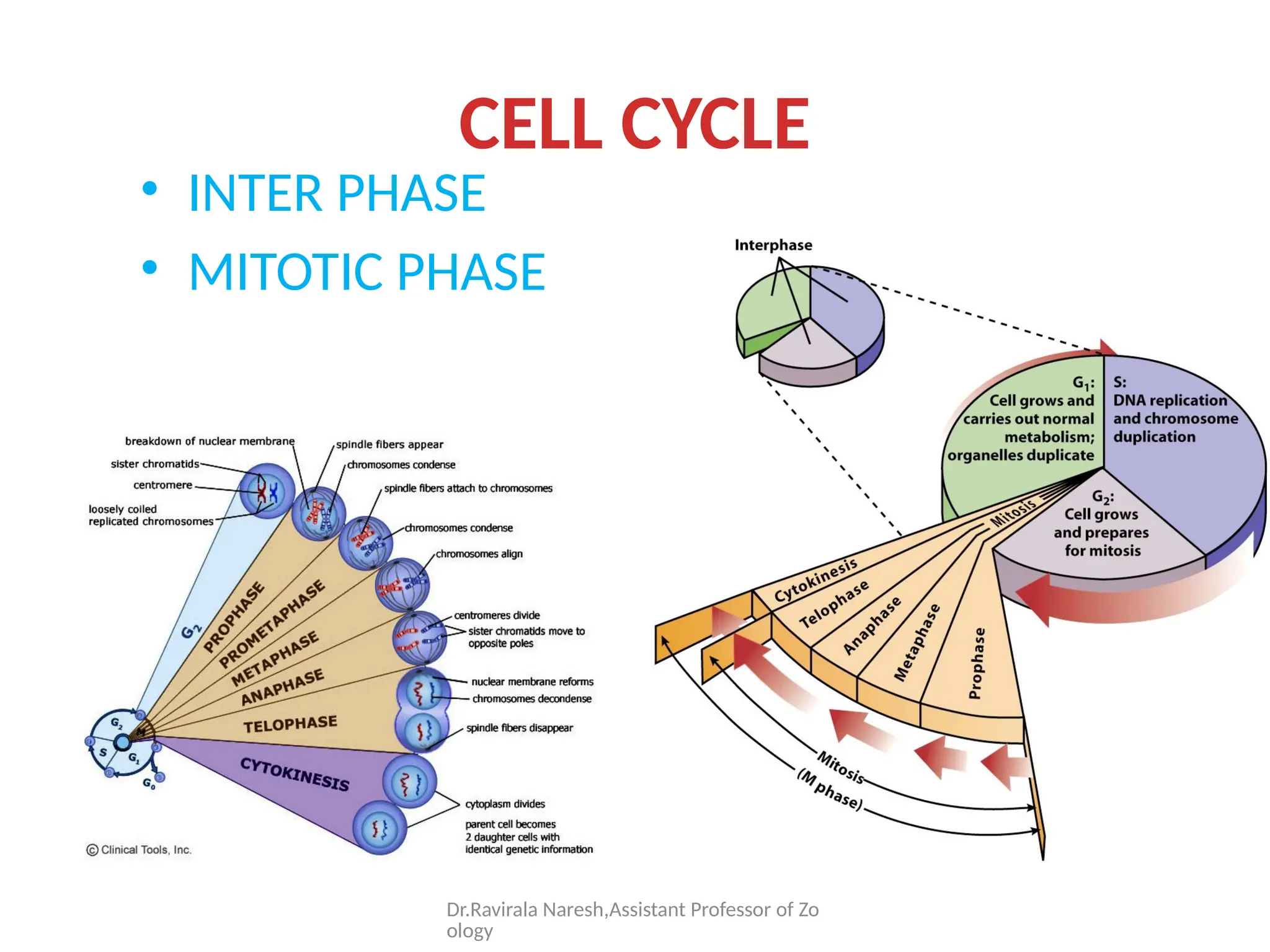 DIFFERENT STAGES OF CELL CYCLE AND INTERPHASE | PPTX