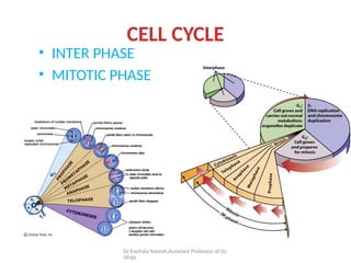 DIFFERENT STAGES OF CELL CYCLE AND INTERPHASE | PPTX