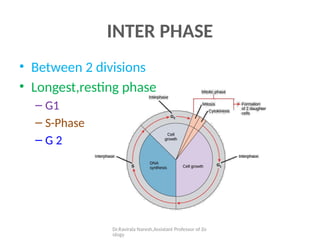 DIFFERENT STAGES OF CELL CYCLE AND INTERPHASE | PPTX
