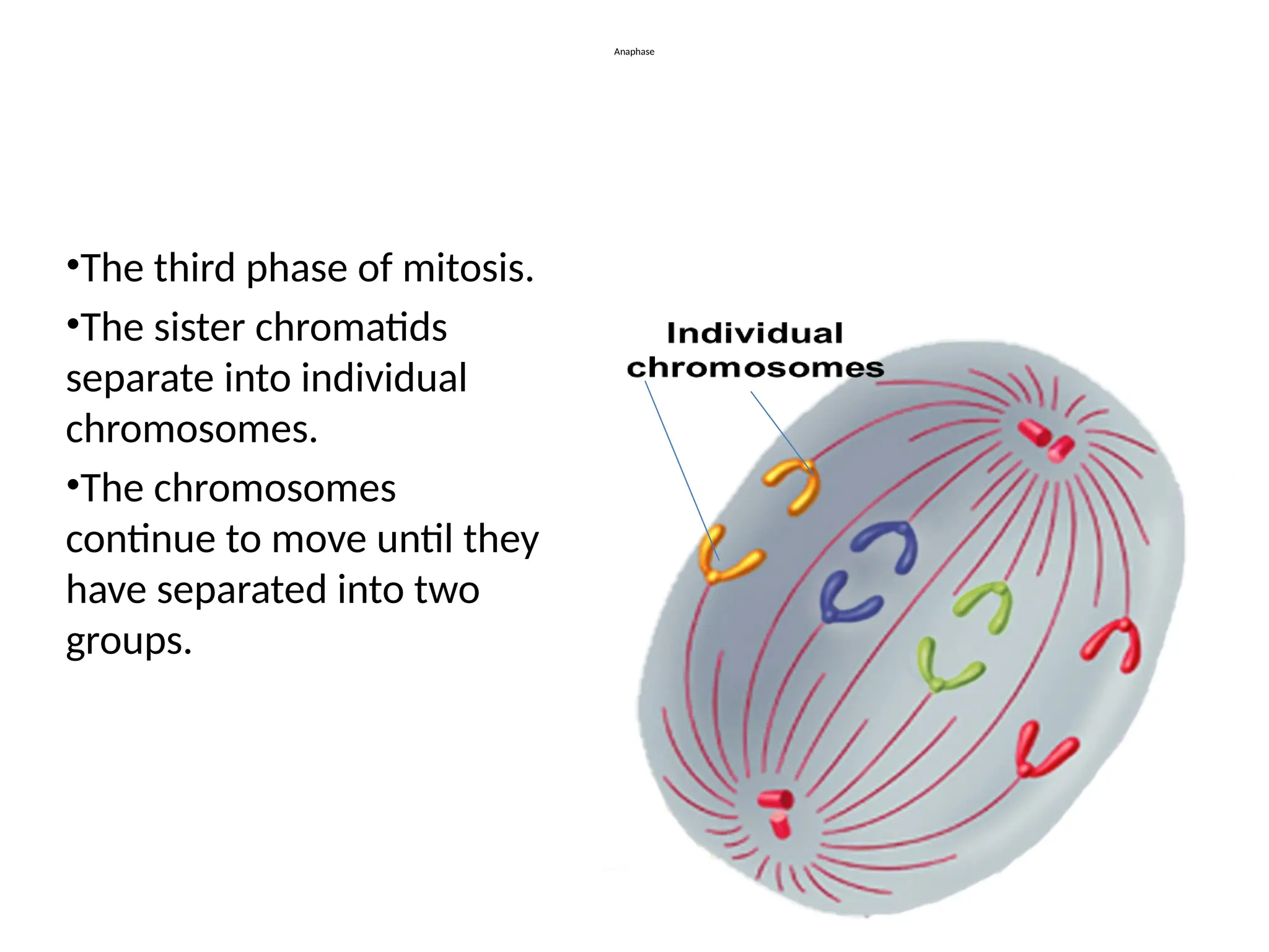 cell cycle( science ) pptx .............. | PPTX