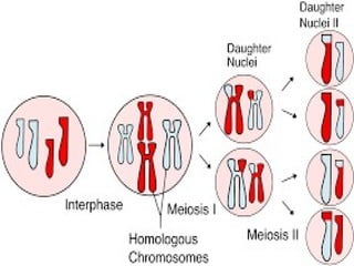 cell cycle BSN degree proram ppt .pptx