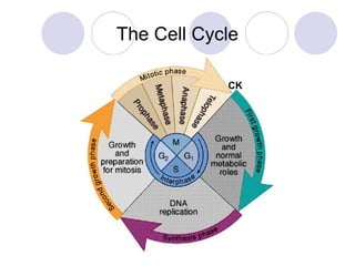 Structure , function and growth of prokaryote and eukaryote cells | PPT