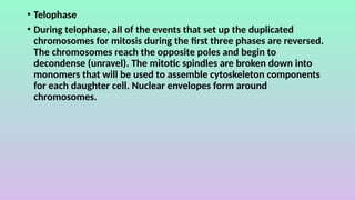 The Cell Cycle: Phases and Regulation Explained | PPTX