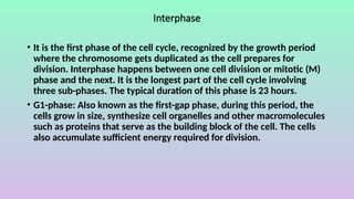 The Cell Cycle: Phases and Regulation Explained | PPTX