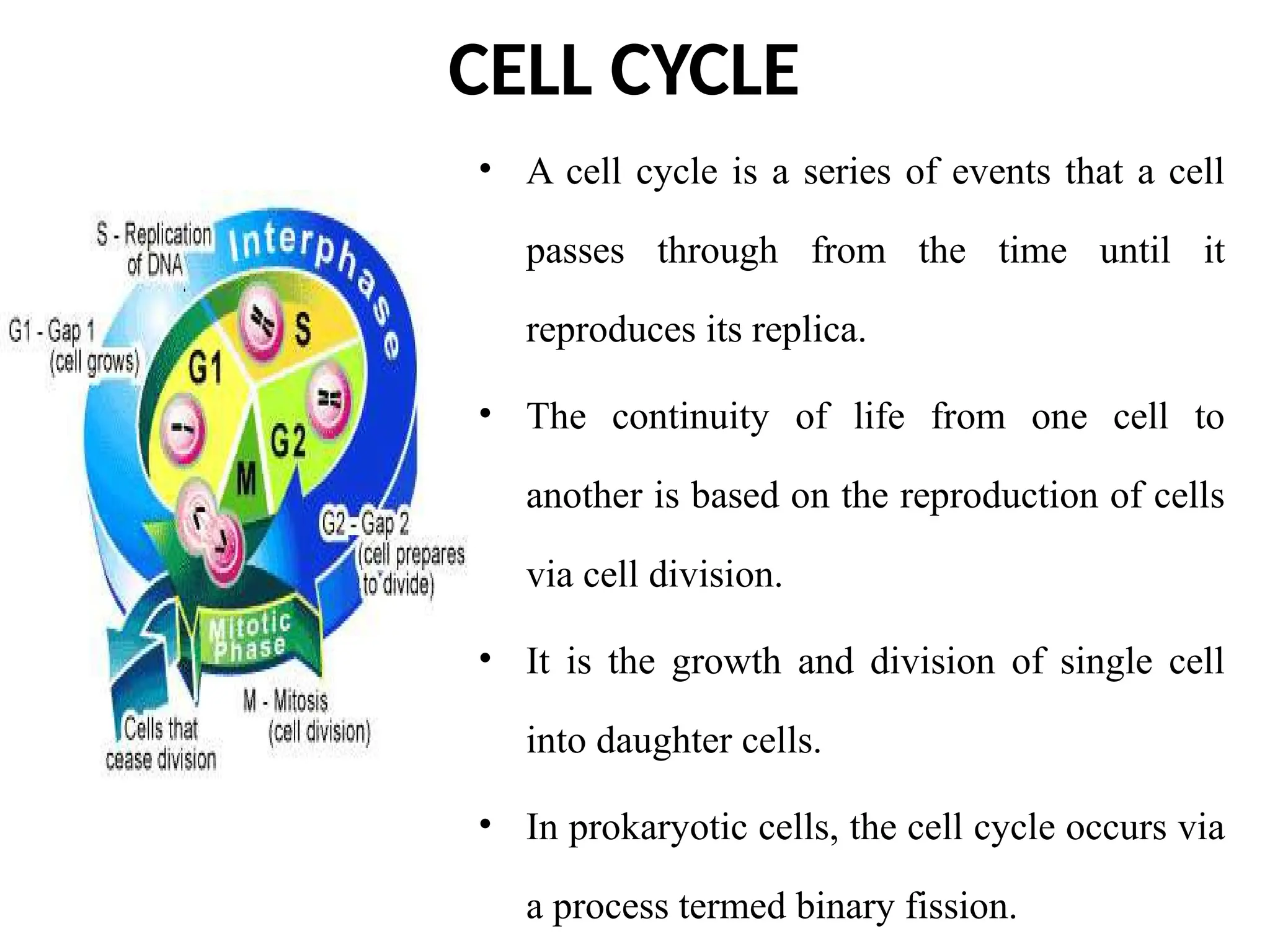 Cell cycle.pptxgyhfgyufftycfgyyggggggggg | PPTX