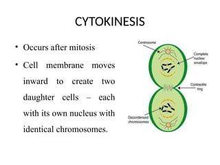 Cell cycle.pptxgyhfgyufftycfgyyggggggggg | PPTX