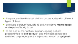 CELL CYCLE with diagrams Explanations cell | PPT