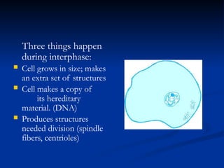 Cell cycle, Interphase, Mitosis and Meiosis. | PPT
