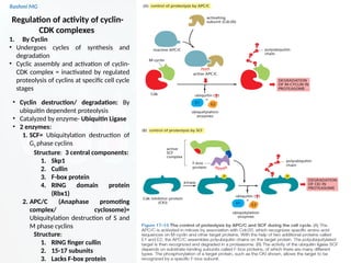 Cell cycle PART 1 (introduction, stages, components regulating the cell ...