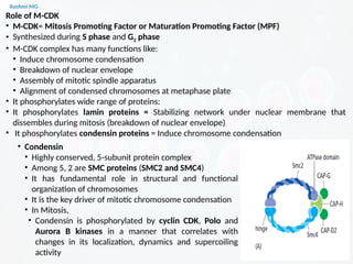 Cell cycle PART 1 (introduction, stages, components regulating the cell ...