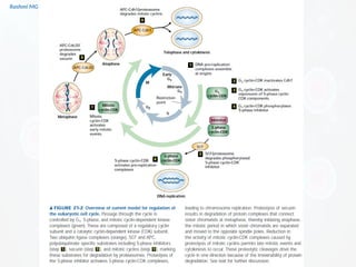 Cell cycle PART 1 (introduction, stages, components regulating the cell ...