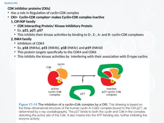 Cell cycle PART 1 (introduction, stages, components regulating the cell ...