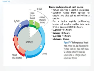 Cell cycle PART 1 (introduction, stages, components regulating the cell ...