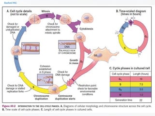 Cell cycle PART 1 (introduction, stages, components regulating the cell ...