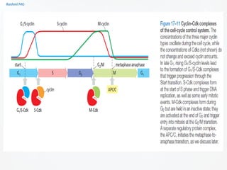 Cell cycle PART 1 (introduction, stages, components regulating the cell ...