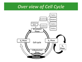 Cell Cycle, Overview of Cell Cycle, The Importance of Cell Division | PDF