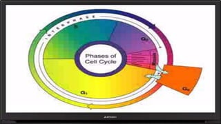 Cell cycle gr.8 | PPTX