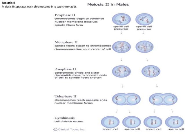 Cell cycle-Meiosis.pptx