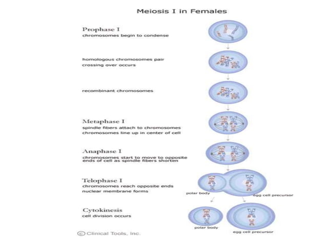 Cell cycle-Meiosis.pptx