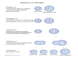 Cell cycle-Meiosis.pptx