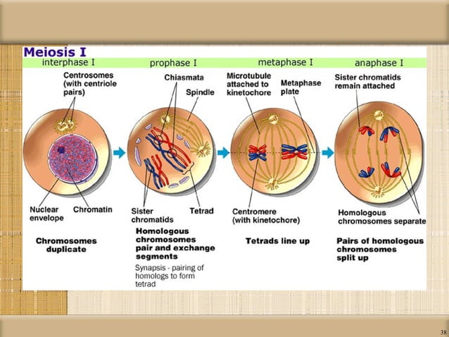 Cell Cycle: Meiosis and Mitosis and More | PPT