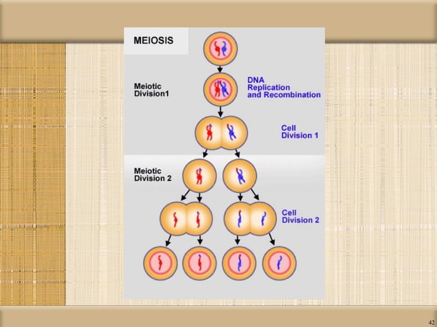 Cell Cycle: Meiosis and Mitosis and More | PPT