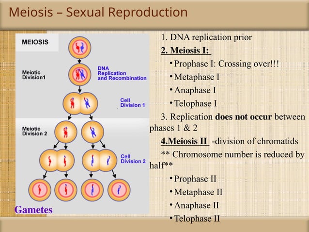 Cell Cycle: Meiosis and Mitosis and More | PPT