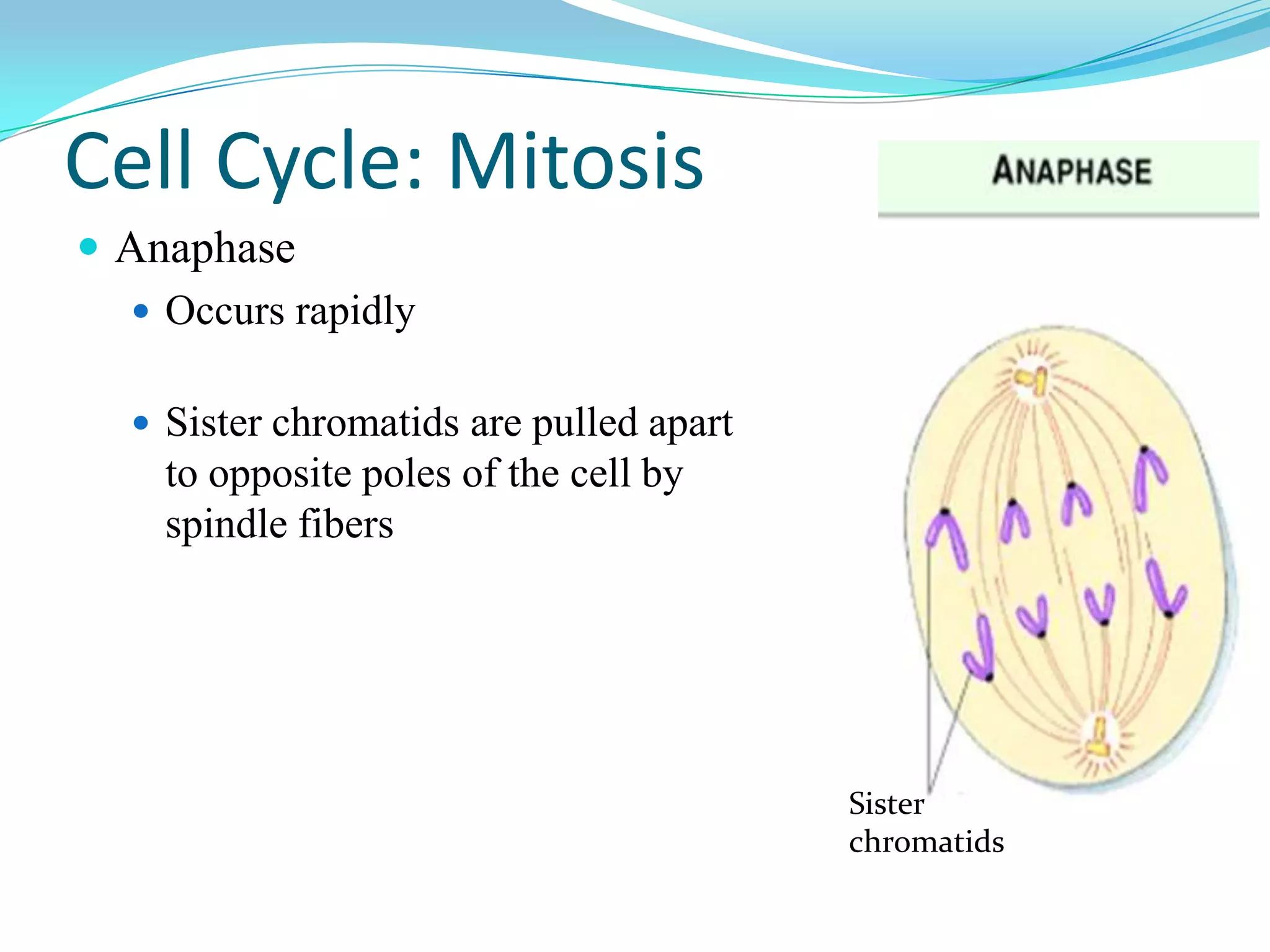 Cell cycle- mitosis | PPTX