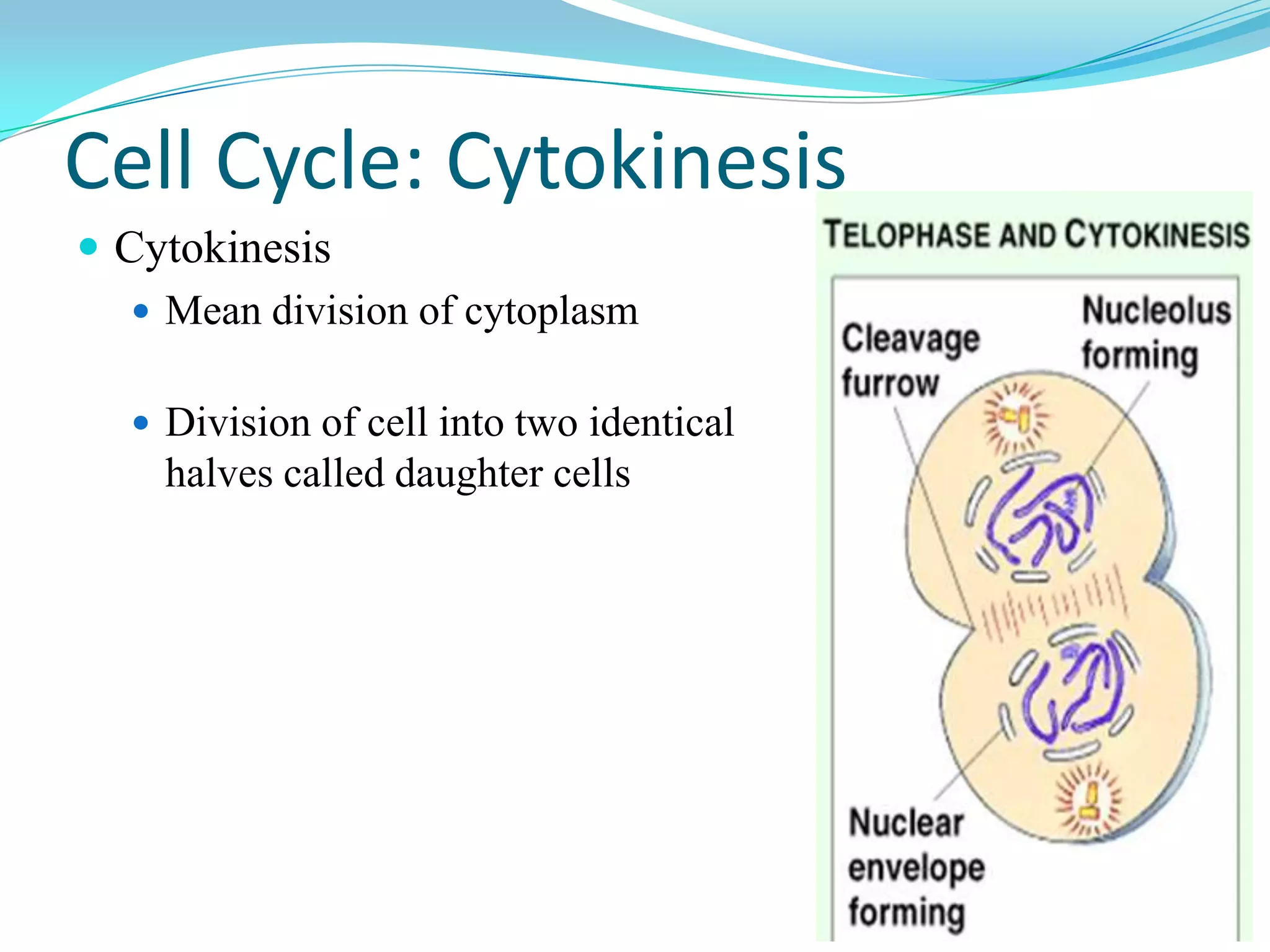 Cell cycle- mitosis | PPTX