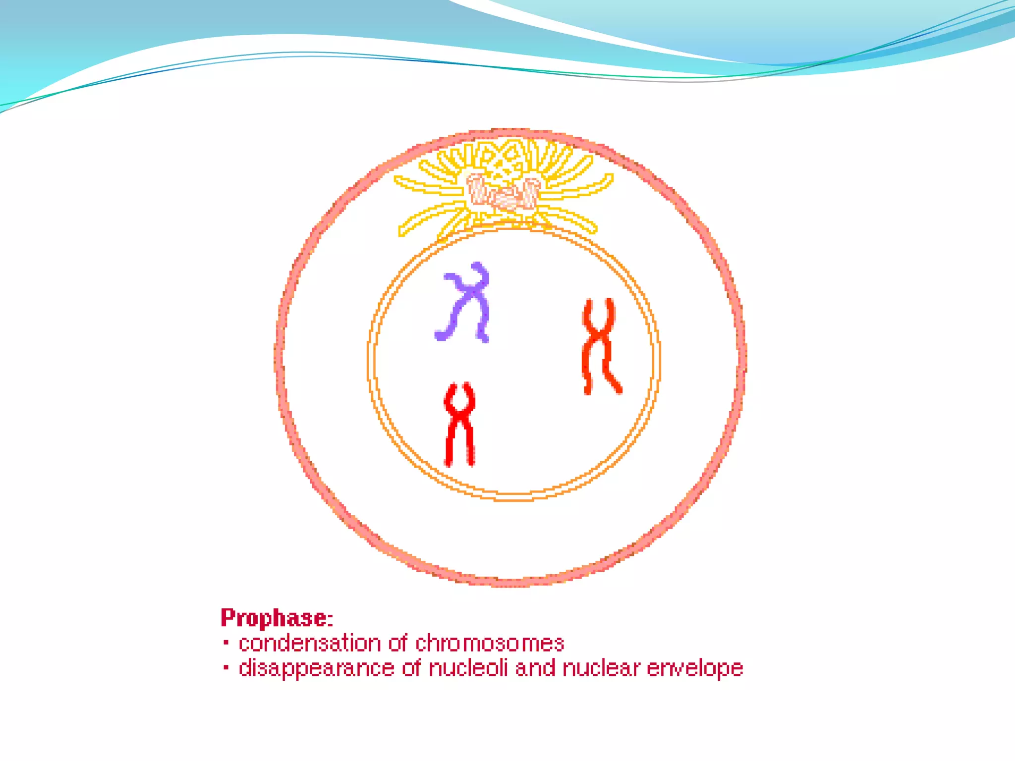 Cell cycle- mitosis | PPTX