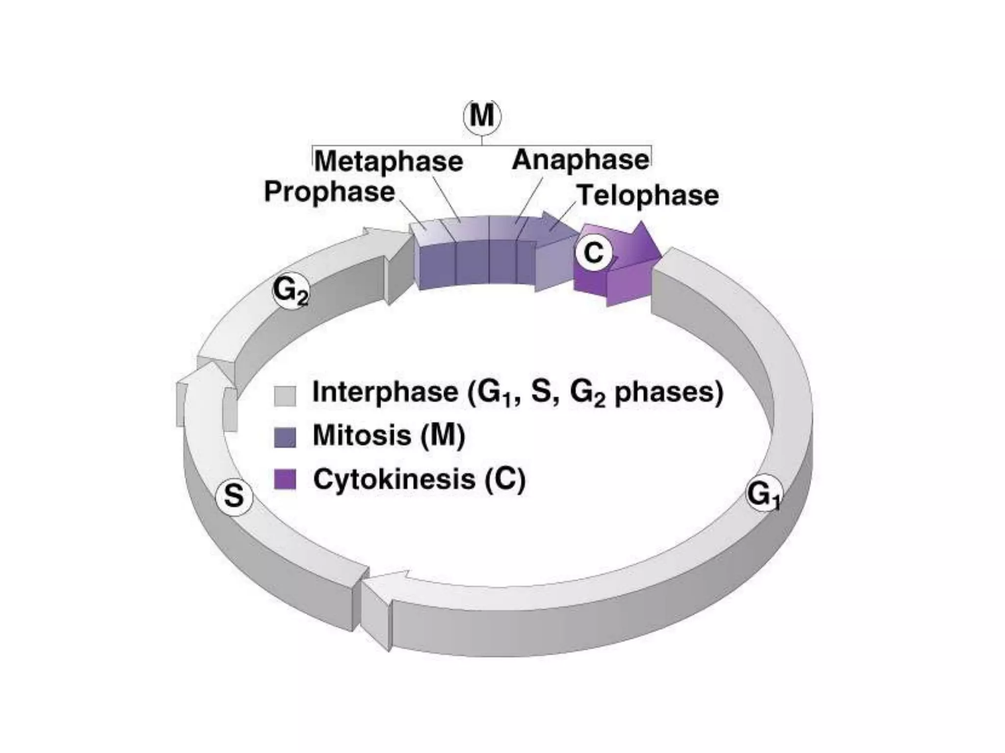 Cell cycle- mitosis | PPTX