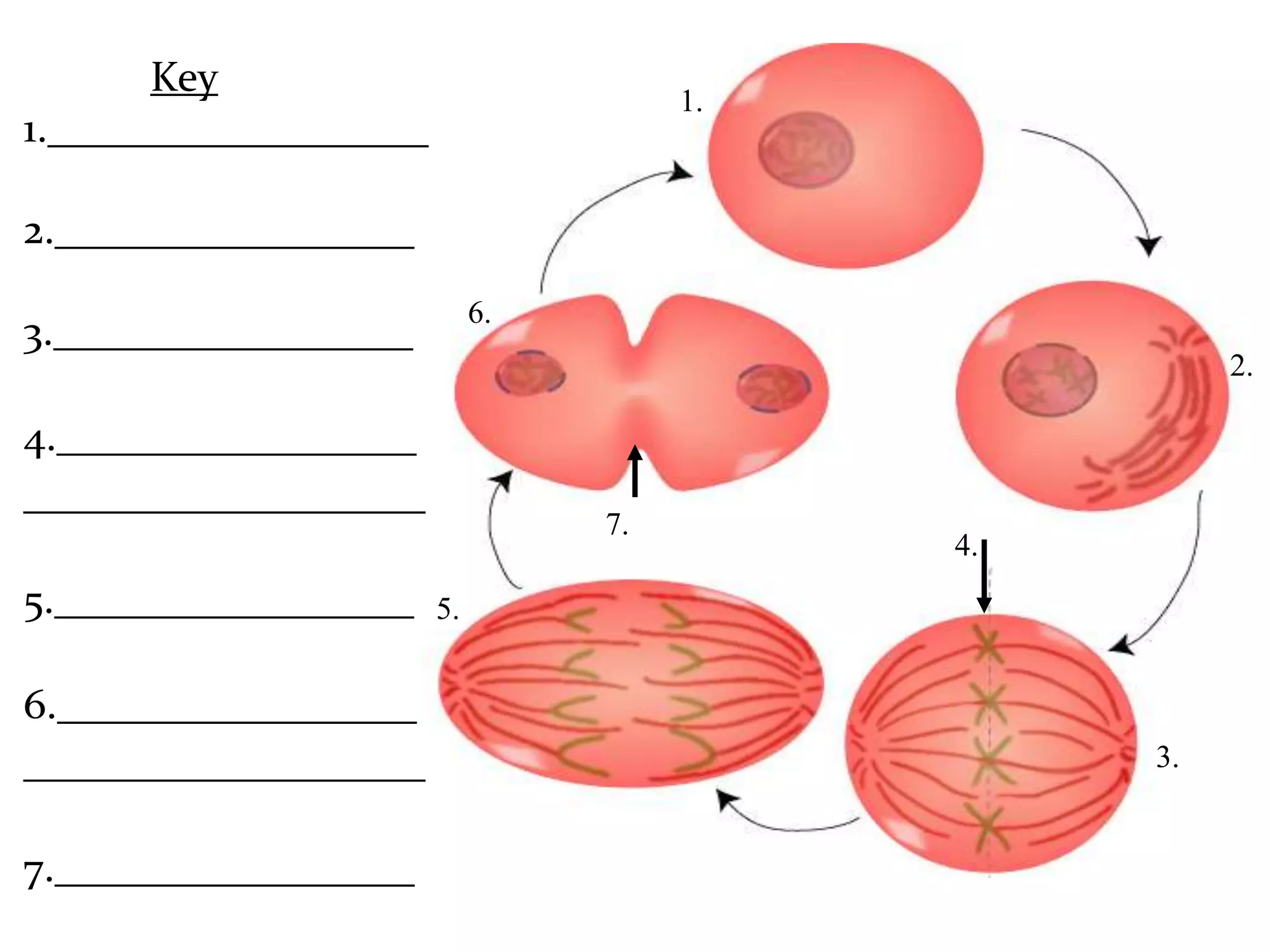 Cell cycle- mitosis | PPTX