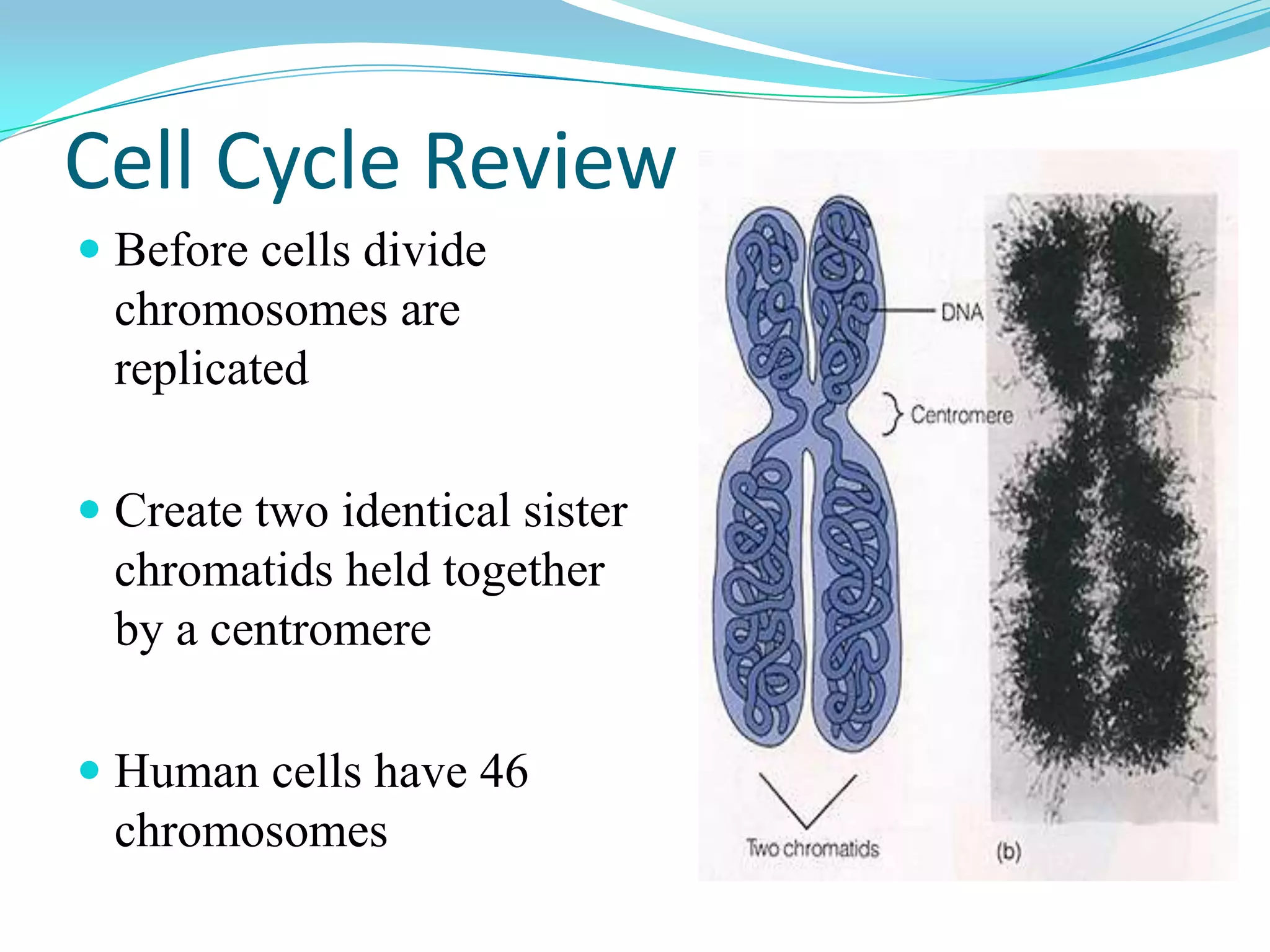 Cell cycle- mitosis | PPTX