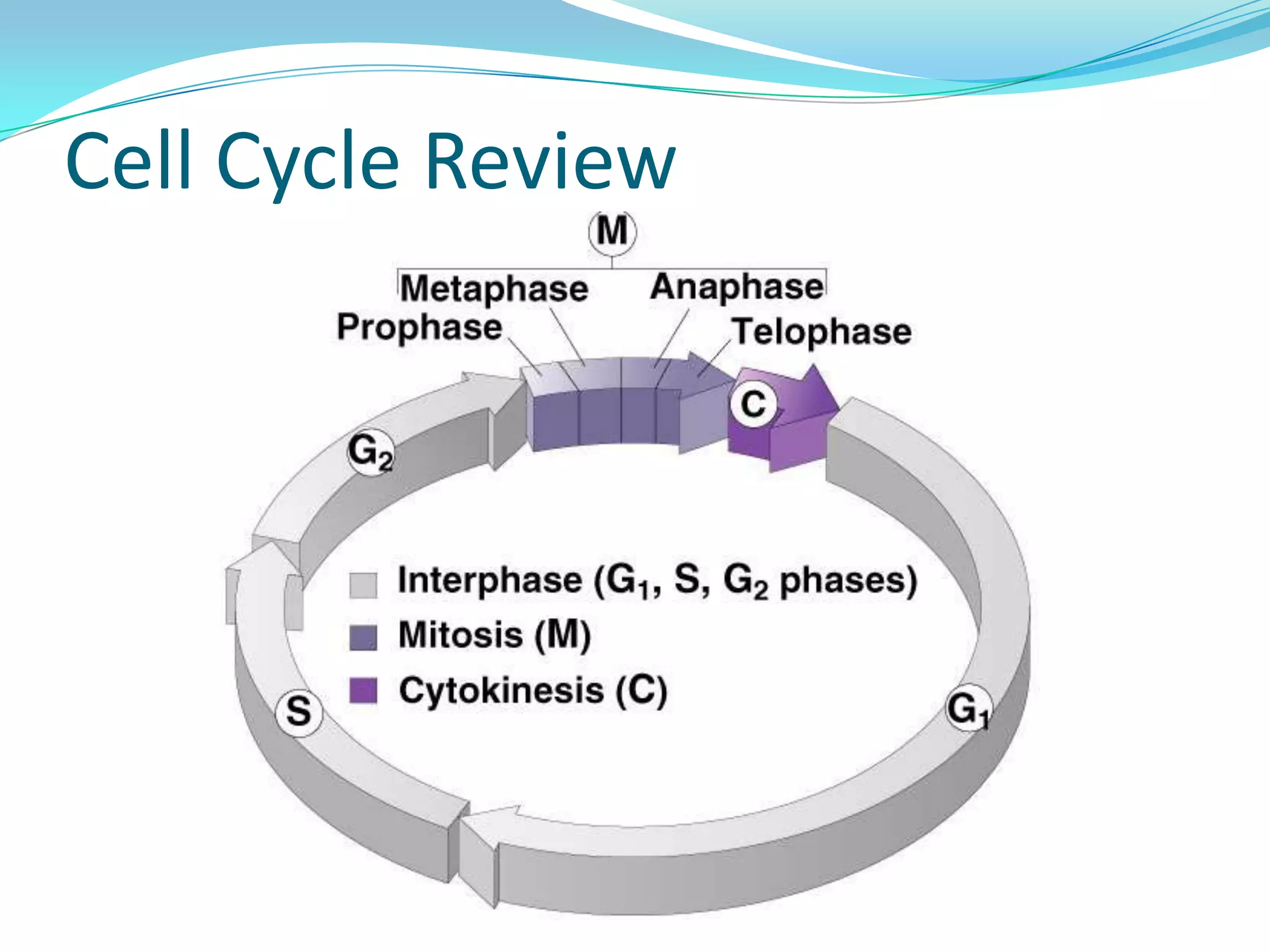 Cell cycle- mitosis | PPTX