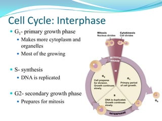 Cell cycle- mitosis | PPTX
