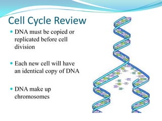 Cell cycle- mitosis | PPTX
