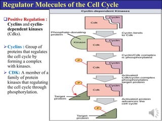 Cell Cycle -Part 2- Dr. Maysaa.ppt
