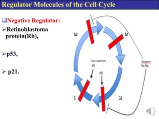 Cell Cycle -Part 2- Dr. Maysaa.ppt