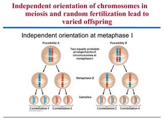 CELL CYCLE - VISHAL.pptxaaaaaaaaaaaaaaaaaaa | PPT