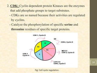 cell cycle 1st sem.pptx