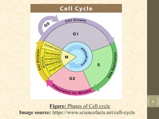 cell cycle 1st sem.pptx